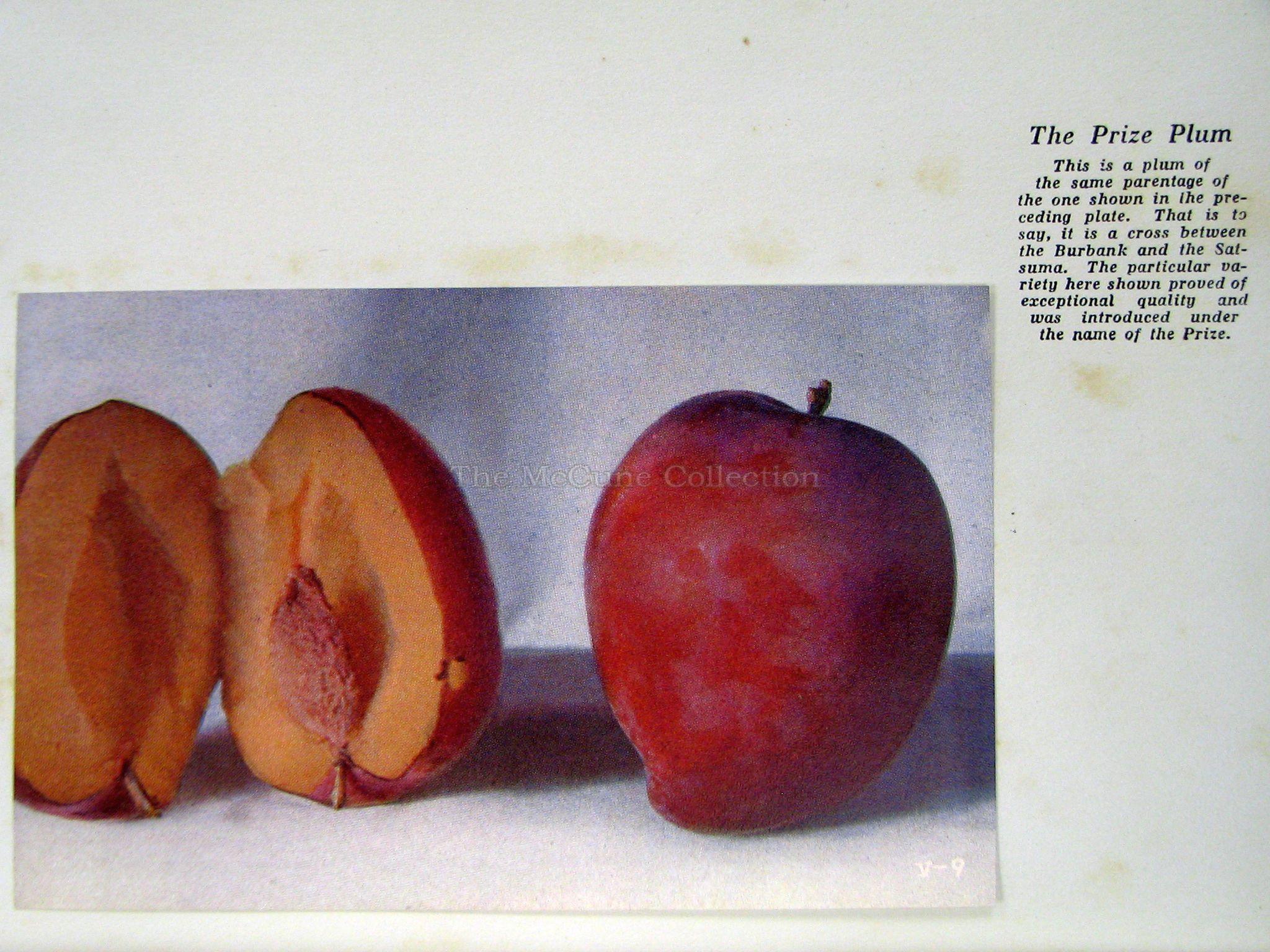 Luther Burbank. His Methods and Discoveries. Vol. V. • The McCune ...